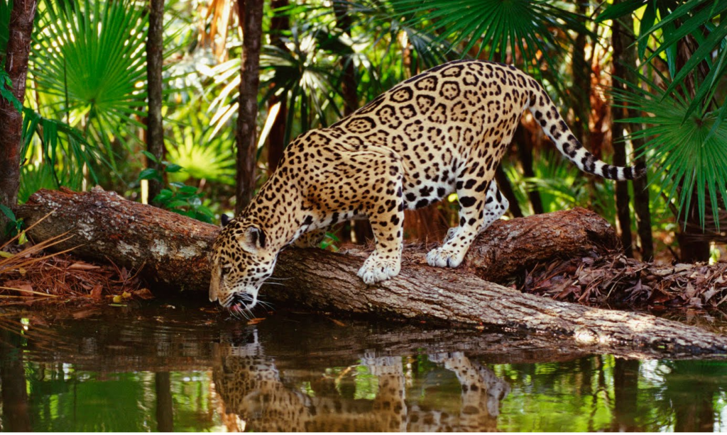 Se actualiza lista de especies en riesgo de NOM-059-SEMARNAT-2010 ...